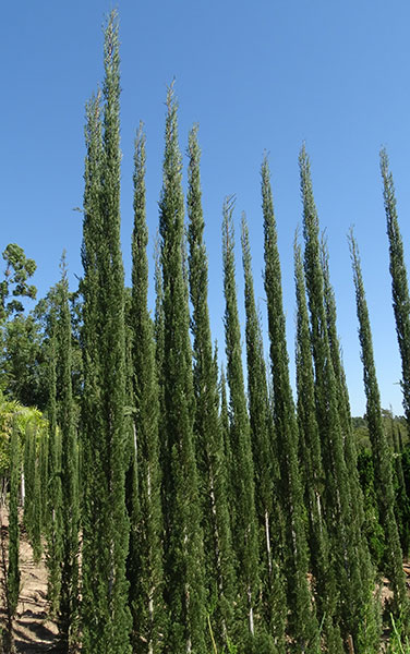 Plantas Ornamentais : Charuto Piramidales/ Cipreste Italiano ...